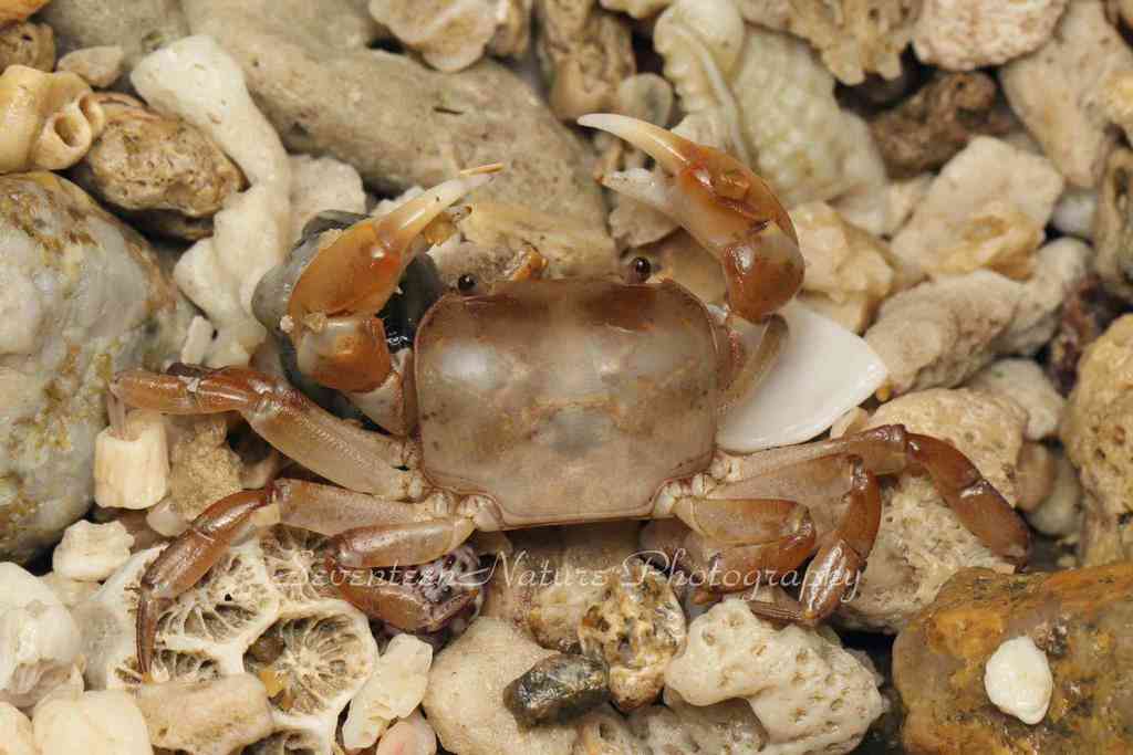 Sandy-rubble Crab from 中国海南省三亚市天涯区 on January 28, 2022 at 09:48 AM by ...