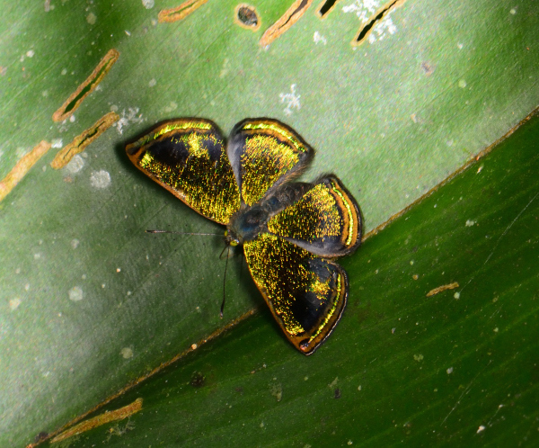 Caria sponsa from Apuya Tract, Tena, Ecuador on September 29, 2021 at 03:25 PM by Jim Anno ...