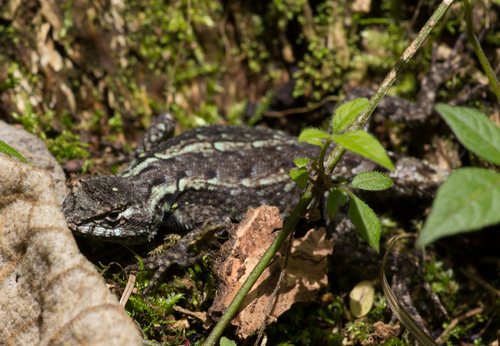 Mexico-Flora & Fauna, annemirdl · iNaturalist