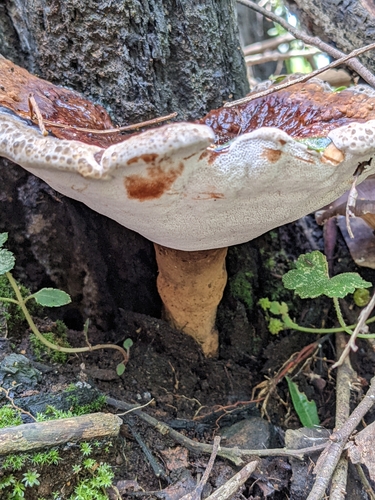 Género Sanguinoderma · iNaturalist Mexico