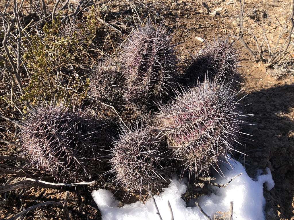 Echinocereus coccineus rosei in February 2022 by Will Britton · iNaturalist