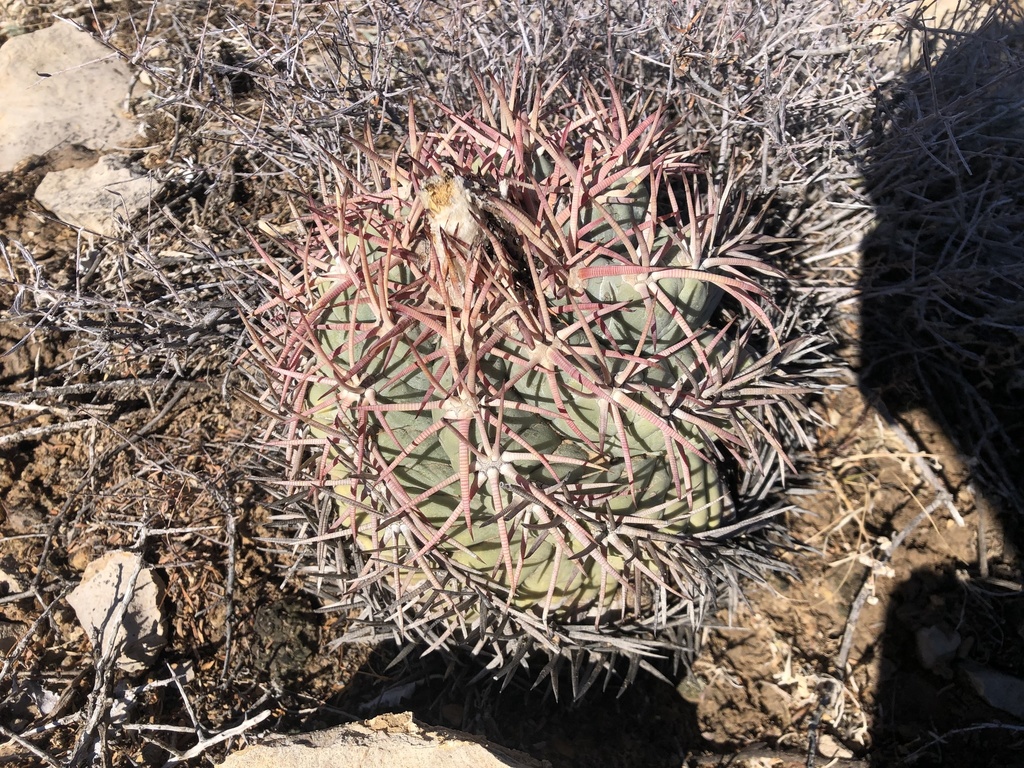 Echinocactus horizonthalonius horizonthalonius in February 2022 by Will ...