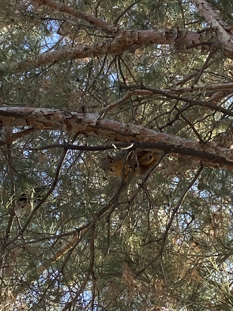 Fox Squirrel from Lasso Cir, El Paso, TX, US on February 6, 2022 at 12: ...