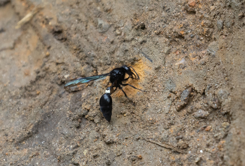 Genus Gamma · iNaturalist