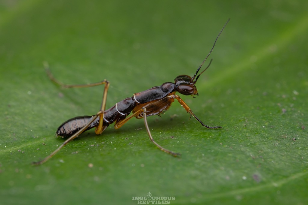 Asian Ant Mantis in February 2022 by Artur Tomaszek · iNaturalist