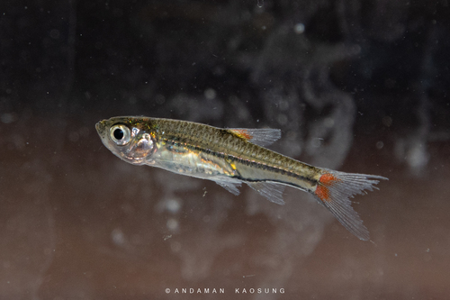 Rasbora rubrodorsalis · iNaturalist Ecuador