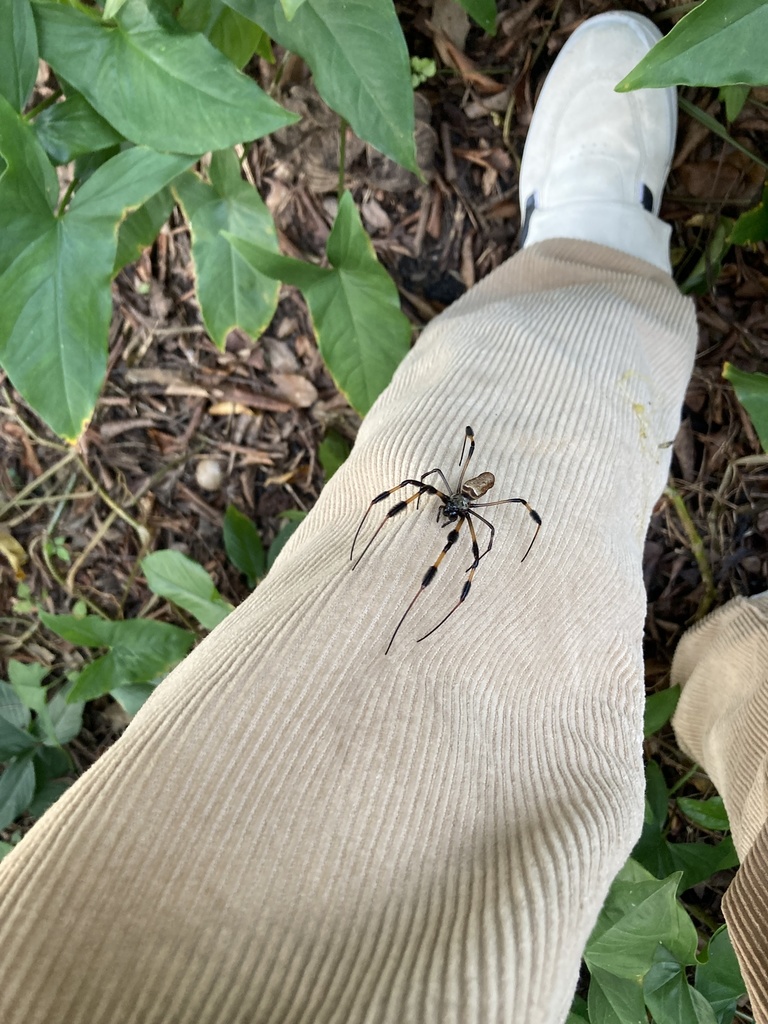 Golden Silk Spider from Lago Mar, Miami, FL, US on January 14, 2022 at ...
