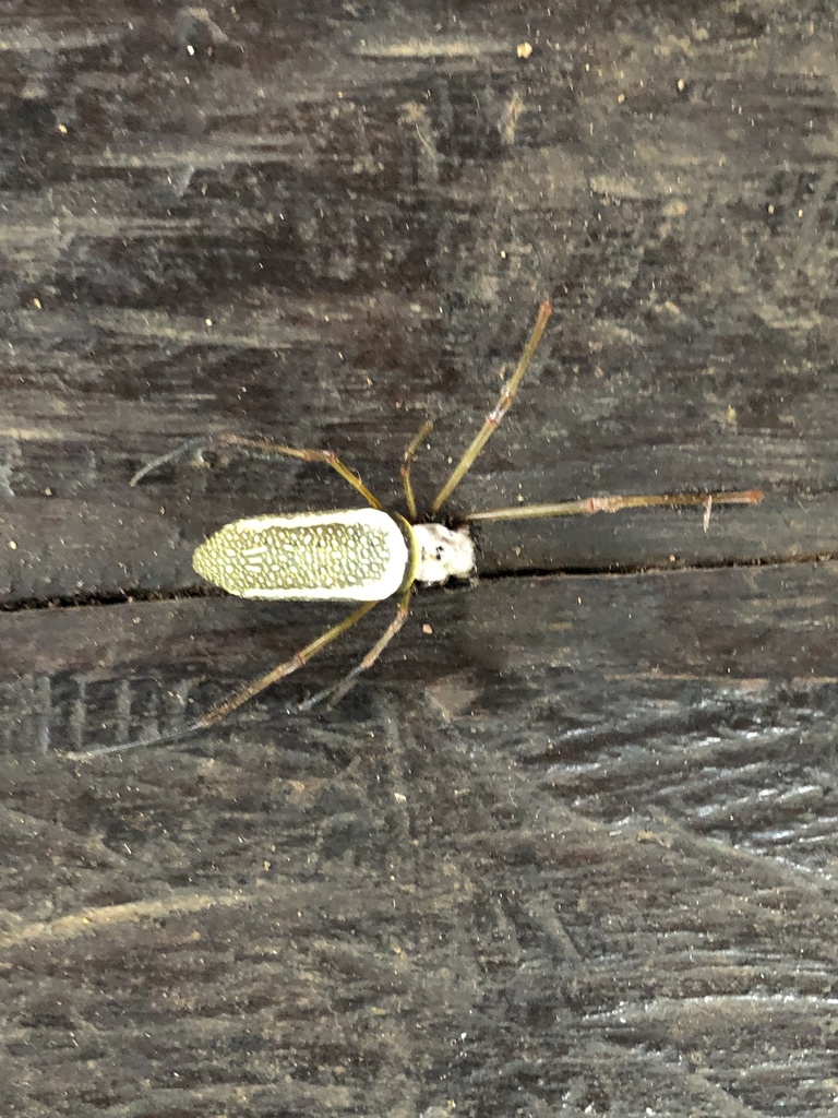 Golden Silk Spider from Loreto, EC-OR, EC on January 30, 2022 at 04:23 ...