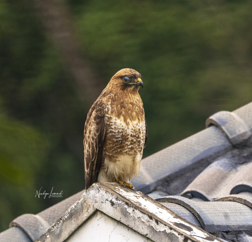 Eastern Buzzard from Trân Châu, Cát Hải, Hải Phòng, Vietnam on February ...