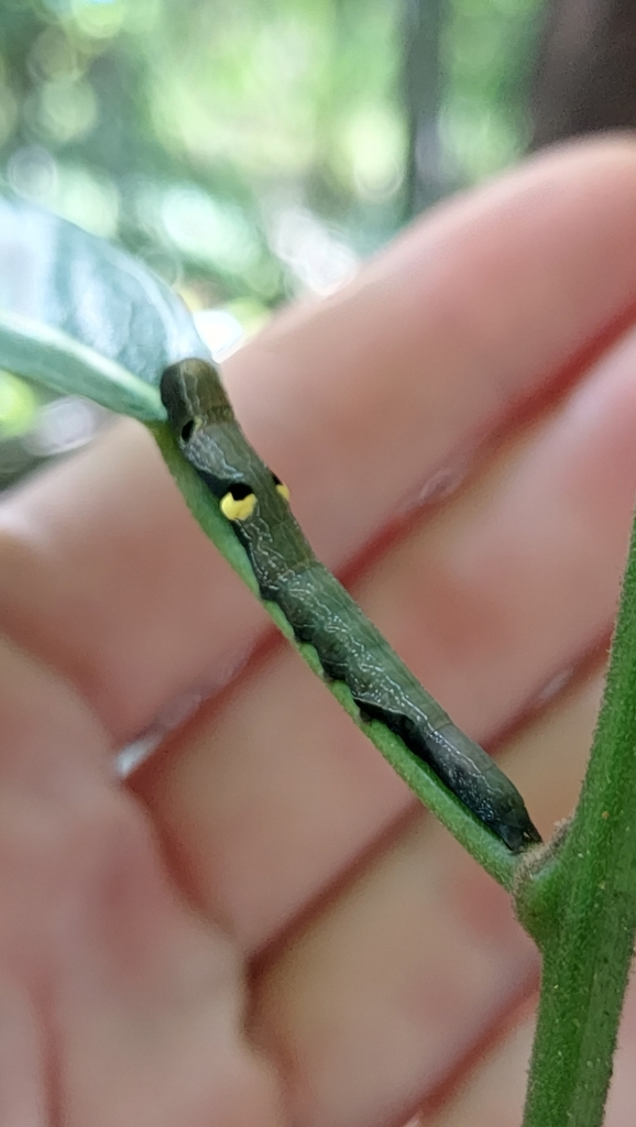 Southern Pink Underwing Moth from Shamley Heath Park on February 7 ...