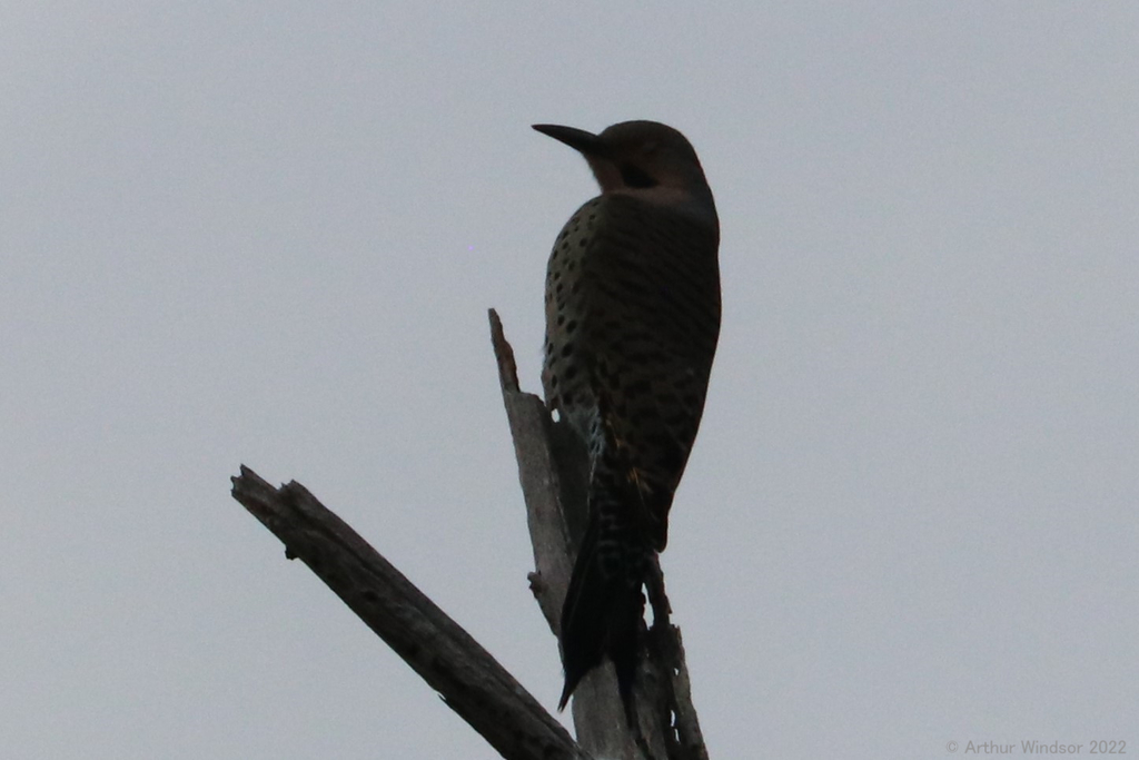 Northern Flicker from Jonathan Dickinson State Park, FL, USA on ...