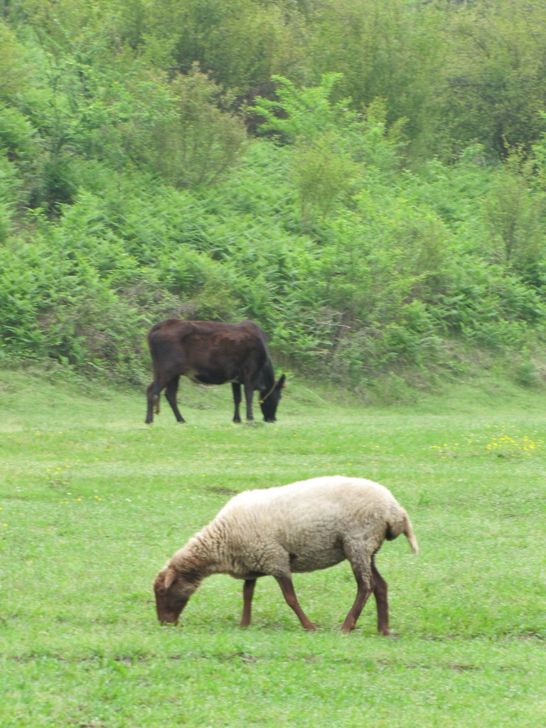 Domestic Sheep from Gilan Province, Iran on March 11, 2016 at 03:31 PM ...