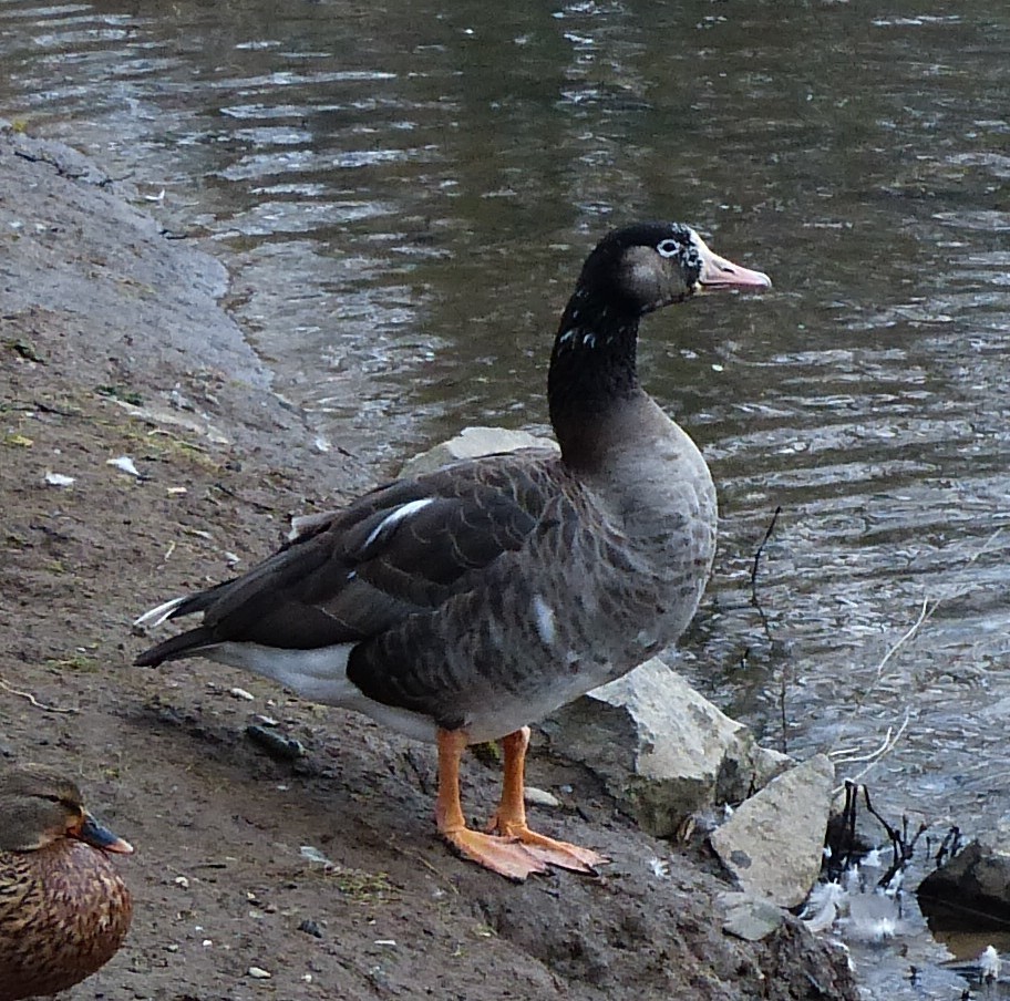 Black Geese × Grey Geese from Rhein-Sieg-Kreis, DE-NW, DE on January 23 ...