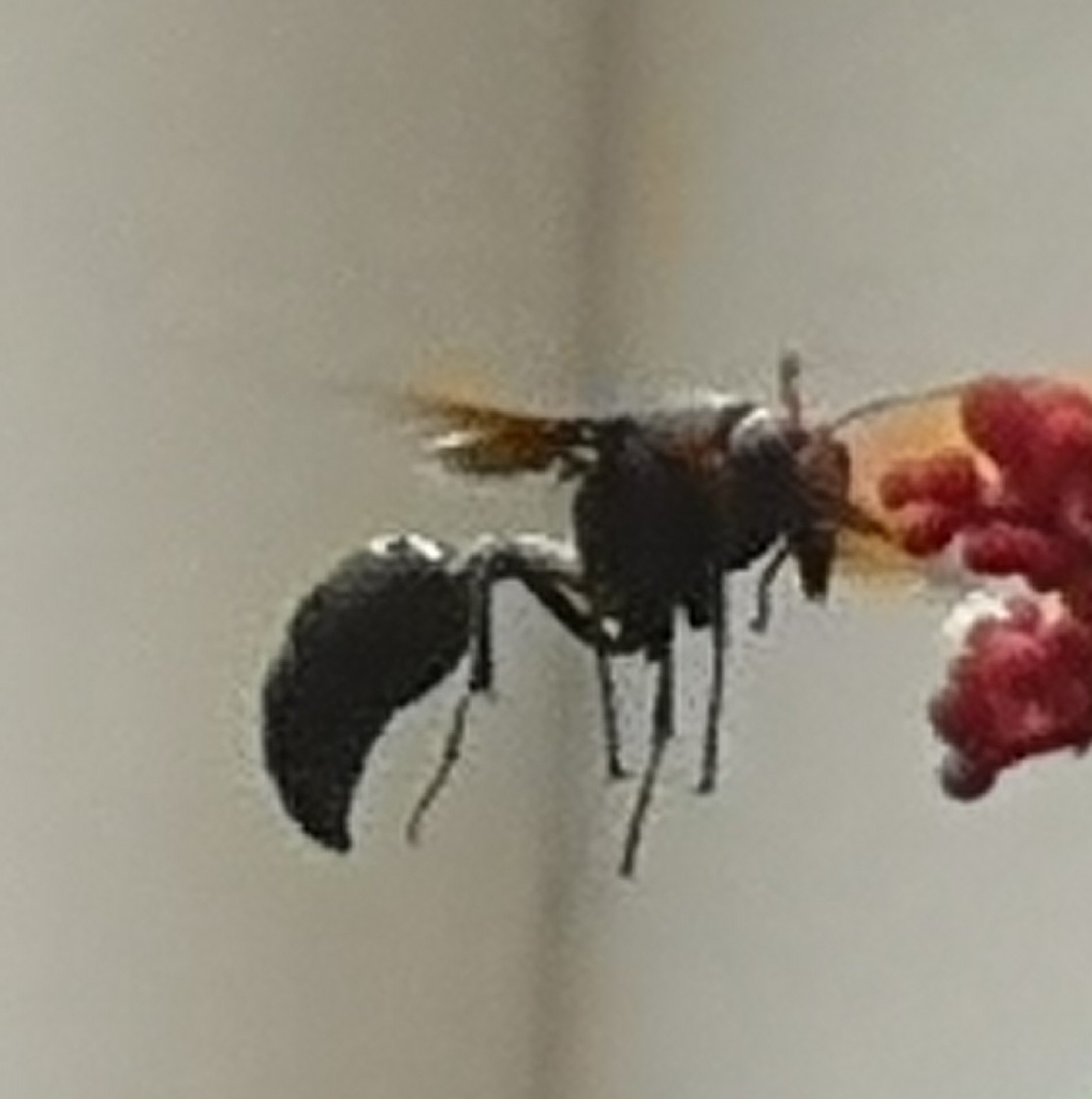 Delta pyriforme circinale from 新加坡武吉知马 on 07 February, 2022 at 01:23 PM ...