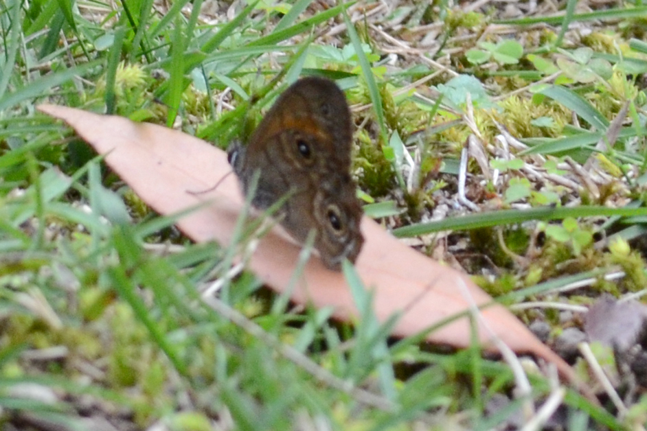 Rock Ringlet in April 2021 by Maureen Gubbels · iNaturalist