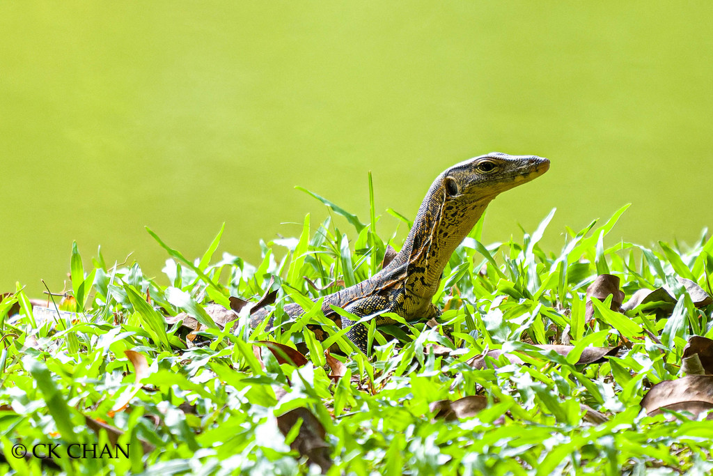 Southeast Asian Water Monitor from TRK, 60000 Kuala Lumpur, Federal ...