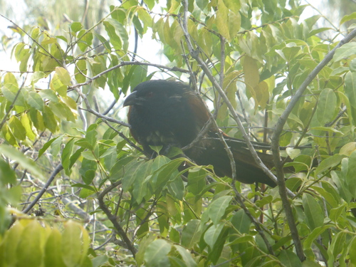 Madagascar Coucal (Aldabra) (Subspecies Centropus toulou insularis ...