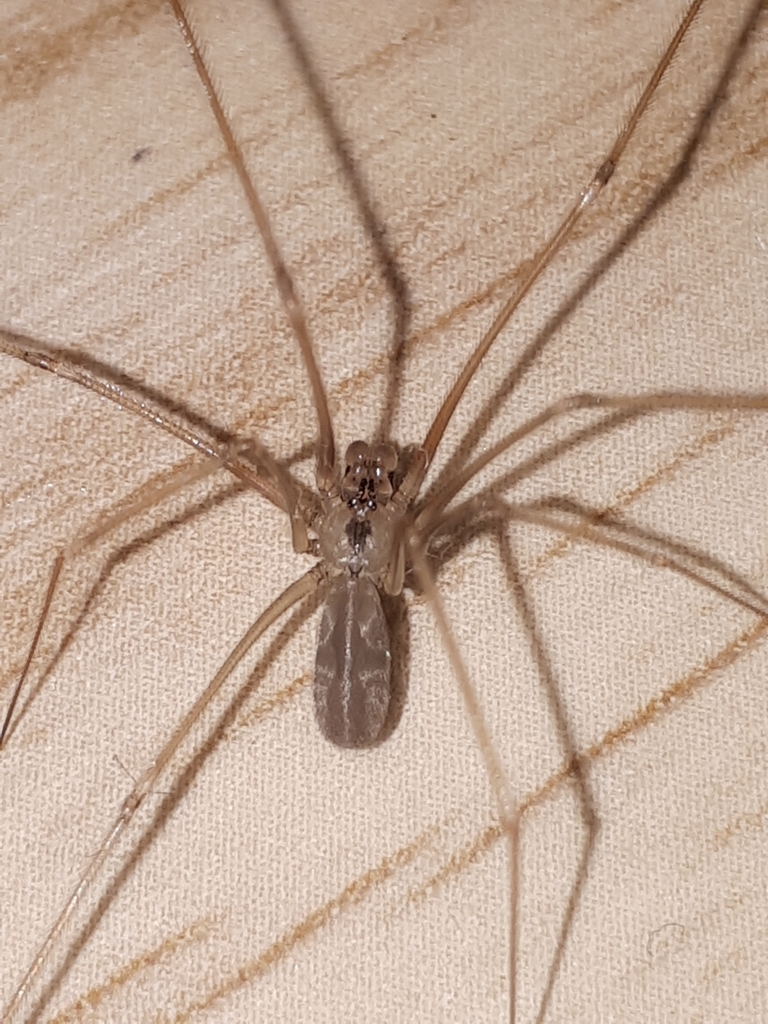 Pholcus ponticus from Чувашская Респ., Россия, 429900 on February 6 ...