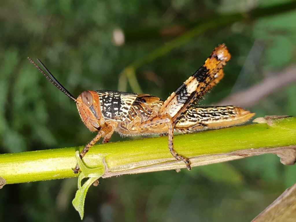 Giant Grasshopper from Danbulla QLD 4872, Australia on February 06 ...