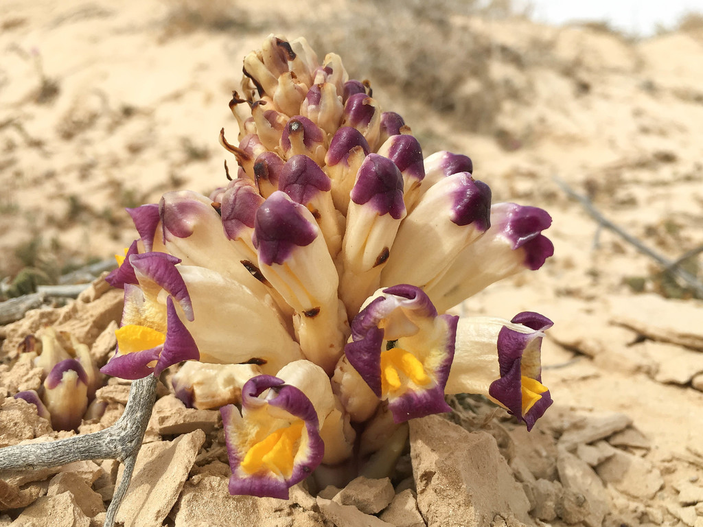 Cistanche violacea from Be'er Sheva, Israel on March 12, 2016 at 10:11 ...
