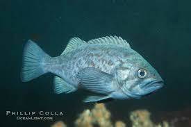 Deacon rockfish (RCA monitoring annotation species ID guide) · iNaturalist