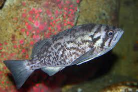 Deacon rockfish (RCA monitoring annotation species ID guide) · iNaturalist