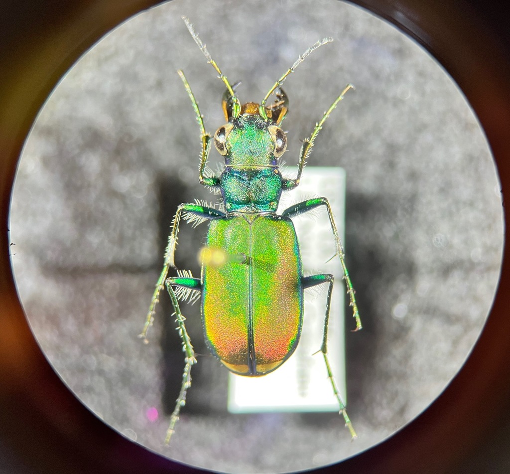 Splendid Tiger Beetle from Wise County, TX, USA on May 29, 2021 at 05: ...