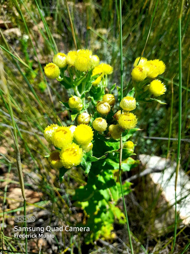 Stinking Everlasting from Rust en Vrede Waterfall, Oudtshoorn on ...