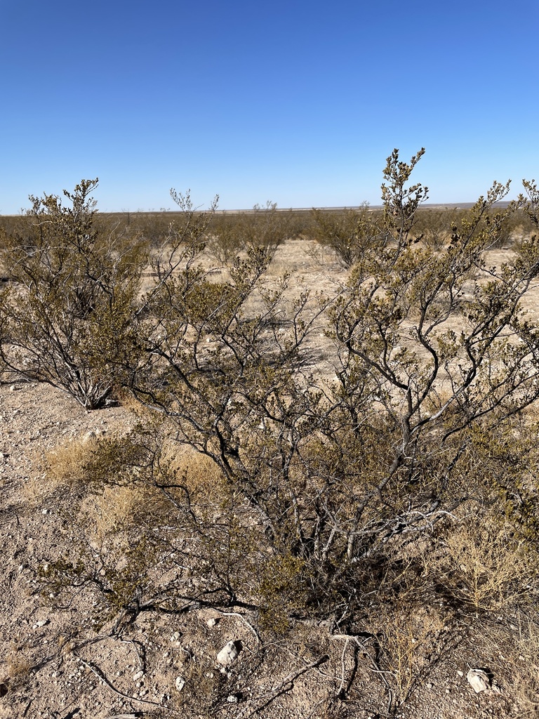 Creosote Bush from McCamey, TX, US on February 7, 2022 at 03:45 PM by ...