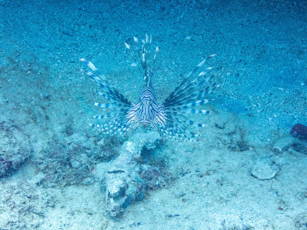 Common Lionfish from Grenadines, Saint Vincent and the Grenadines on ...