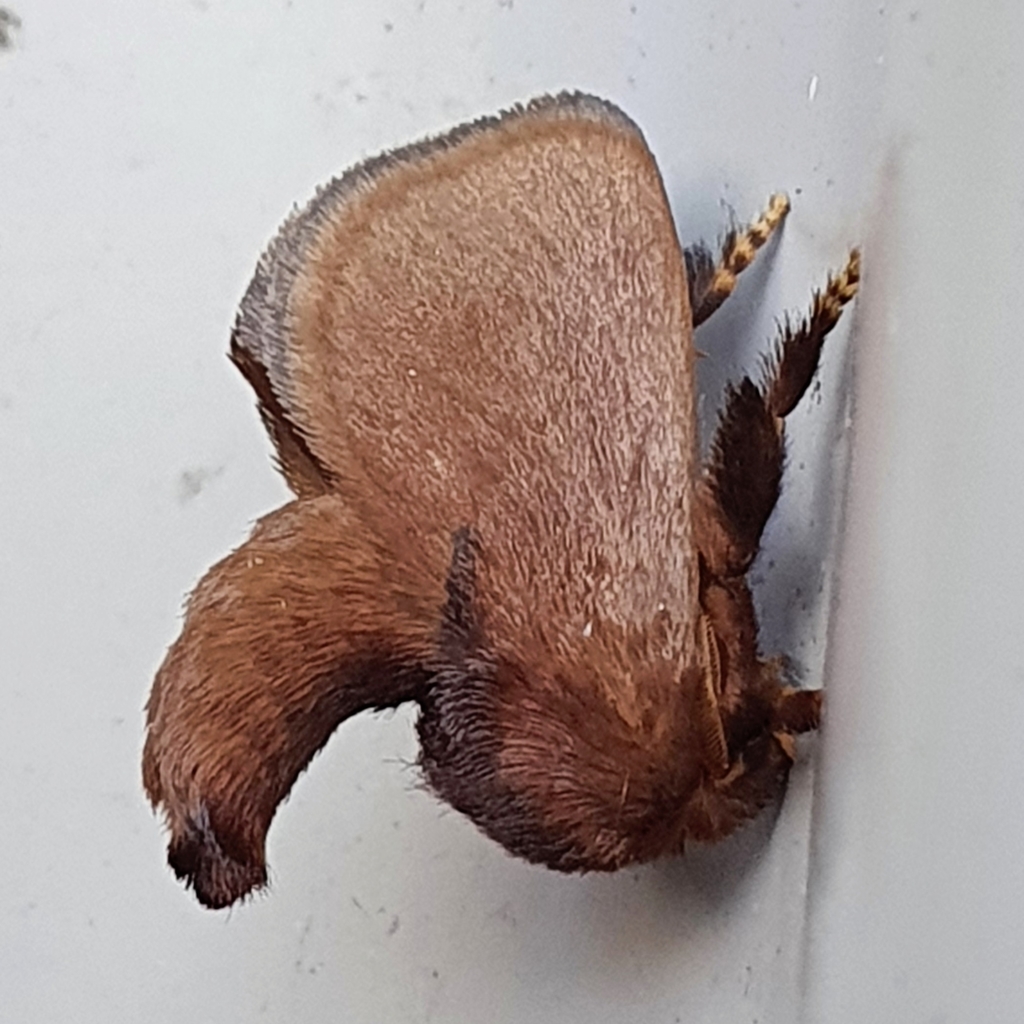 Eloasa calida in February 2022 by Wendy Gollan · iNaturalist