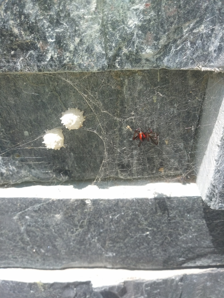 Latrodectus corallinus from Capital, La Rioja, Argentina on February 7 ...