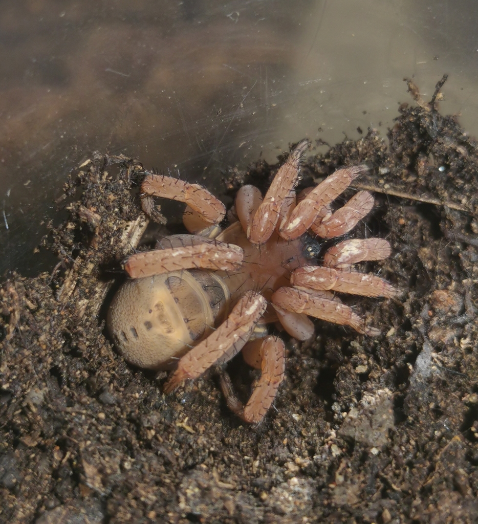 Primitive Spiders from 中国 on February 03, 2022 at 04:49 PM by 星空宇123 ...