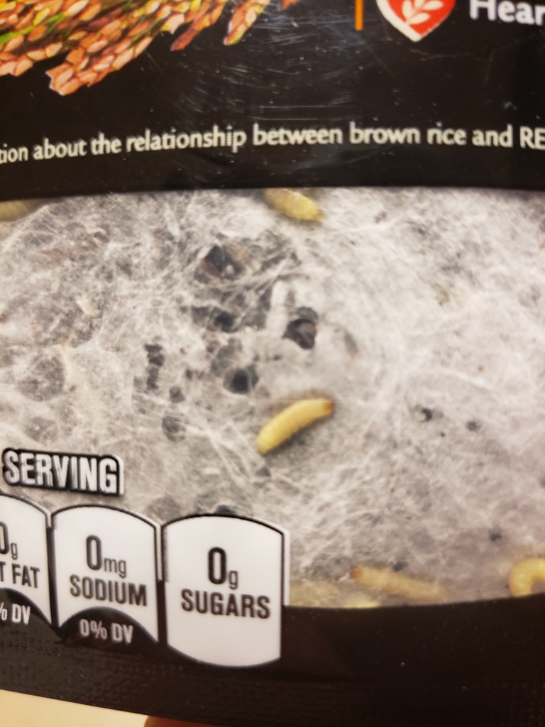 Butterflies and Moths from South Perry District, Spokane, WA, USA on ...