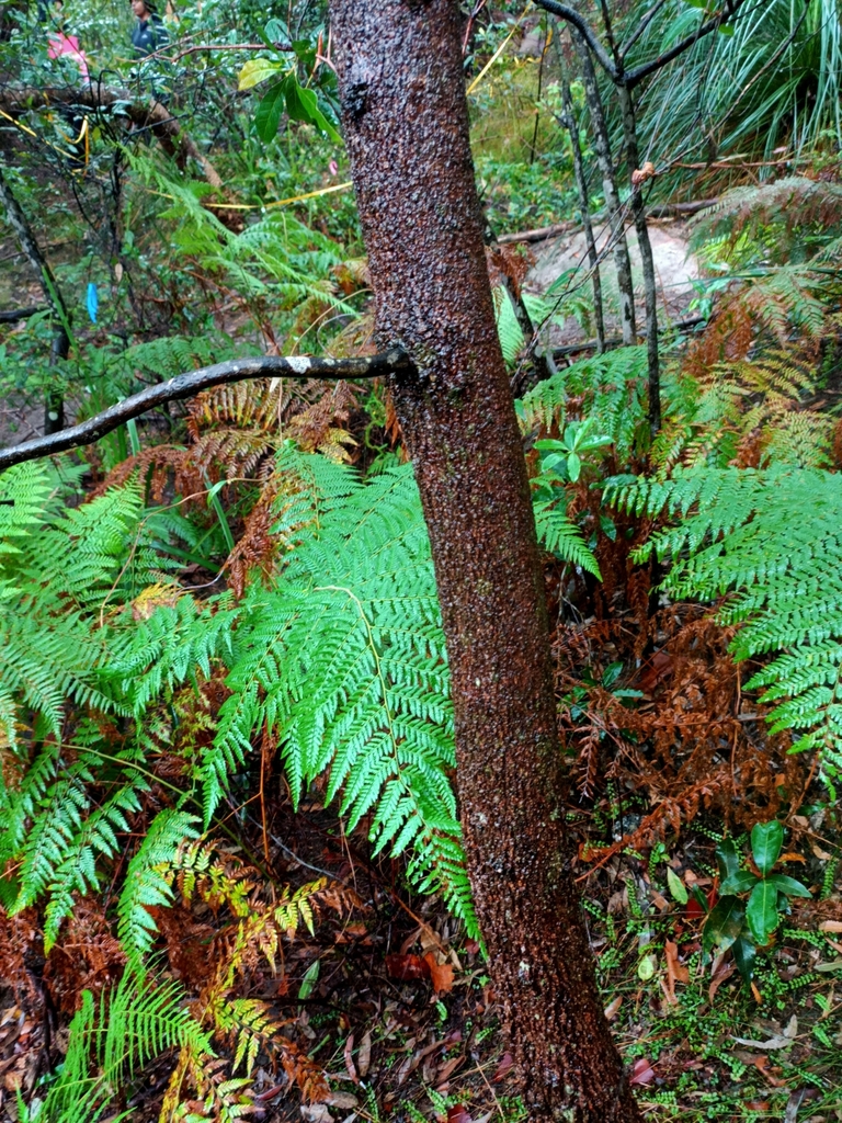 Black sheoak from Chowder Bay on February 08, 2022 at 11:19 AM by ...