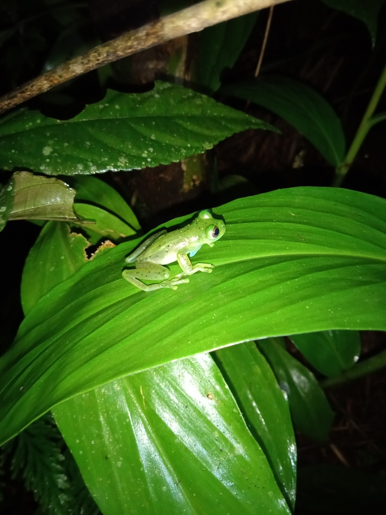 Emerald Glass Frog from Circasia, Quindío, Colombia on February 08 ...