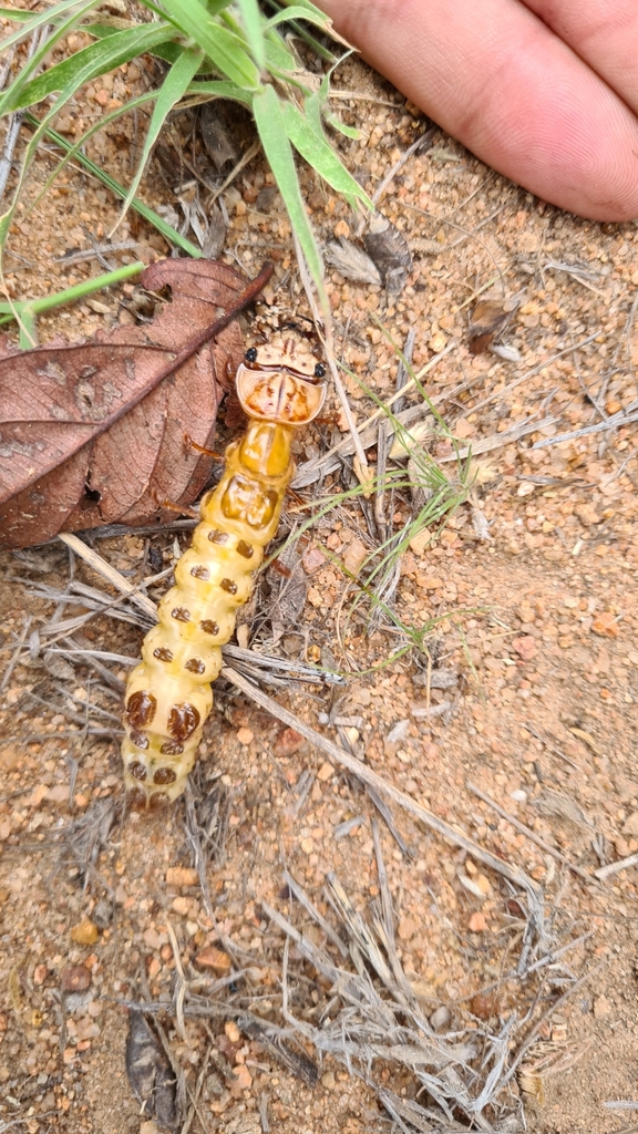 Monster Tiger Beetles from Bateleur Main Camp on November 28, 2020 at ...