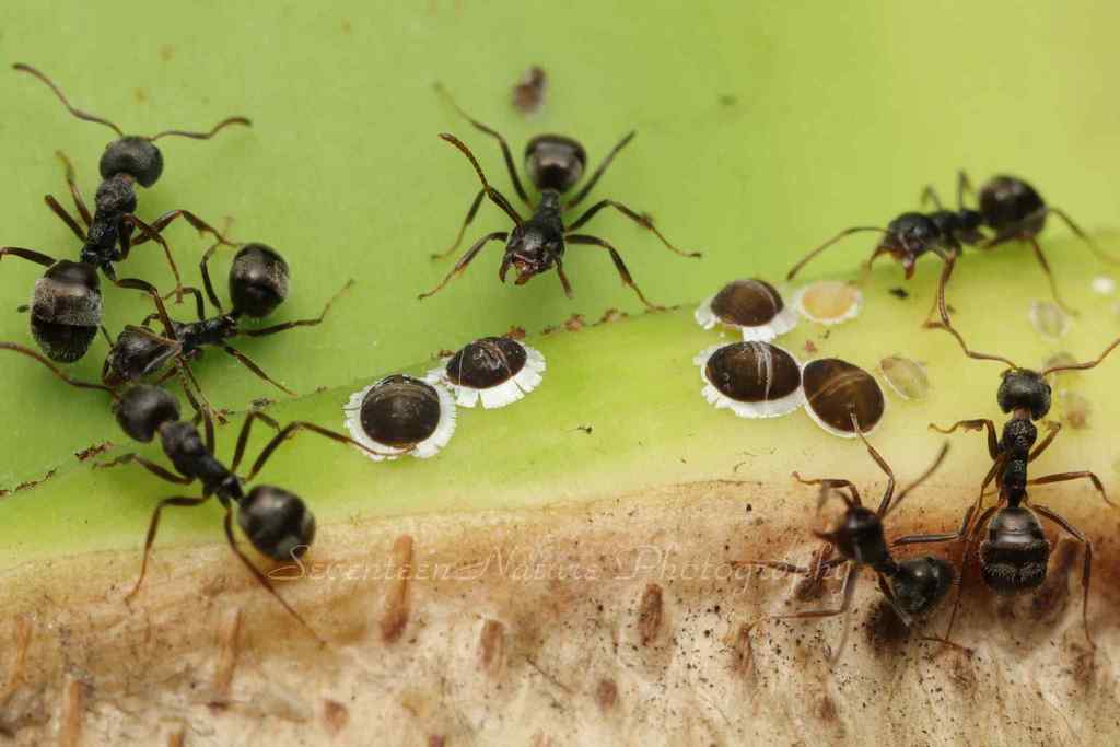 palm aphid from 中国海南省保亭黎族苗族自治县 on January 26, 2022 at 07:42 AM by 石柒 ...