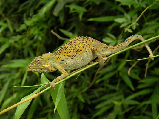 Tiger Chameleon in June 2021 by Bruno Mels · iNaturalist