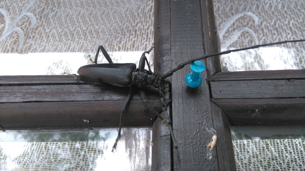 Great capricorn beetle from 379 01 Třeboň, Česko on June 04, 2017 at 11 ...