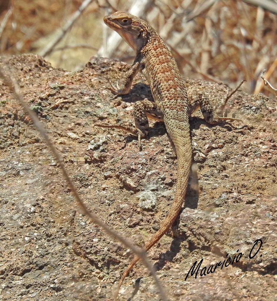 Shiny Smooth-throated Lizard from Maipú, Región Metropolitana, Chile on ...