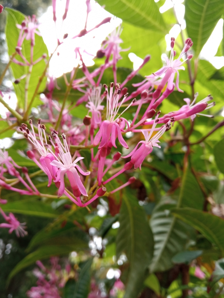 Fuchsia arborescens from PGHJ+Q5X, Quito 170801, Ecuador on February 08 ...