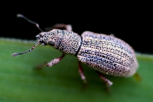 Polydrusus roseus · iNaturalist