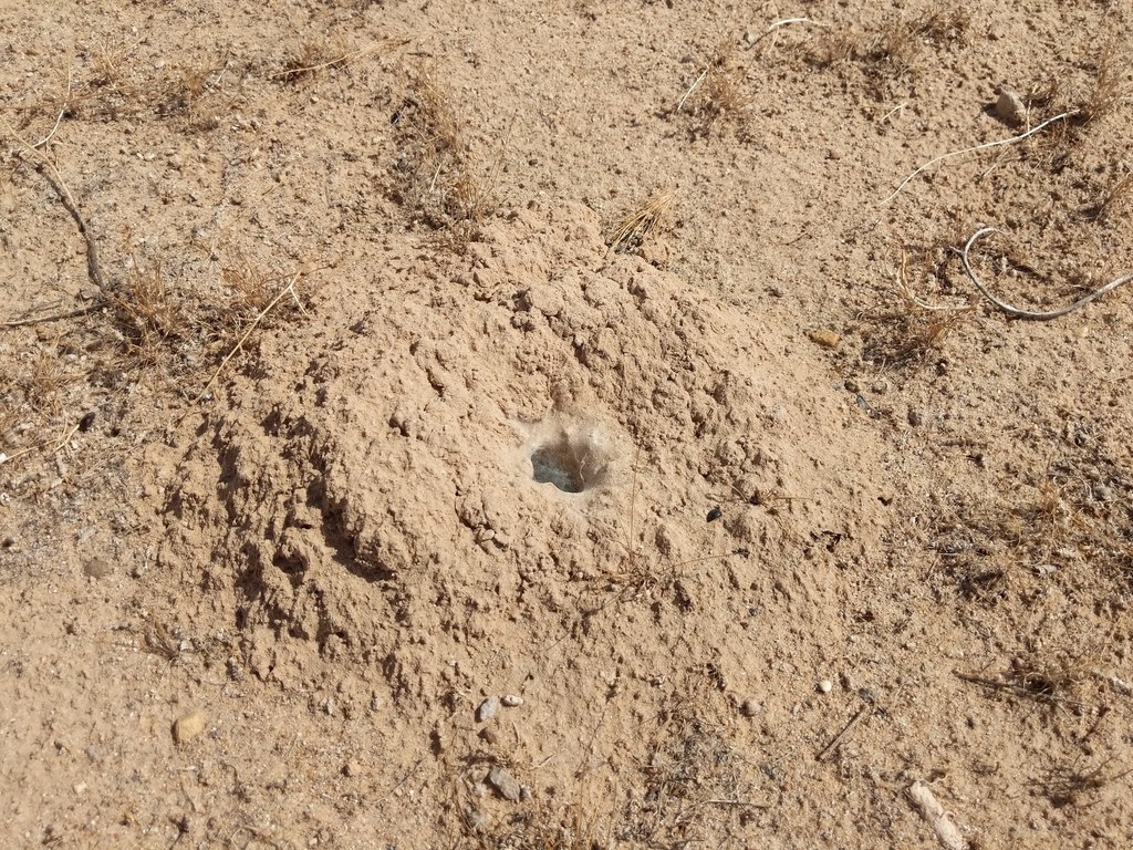 Burrowing Wolf Spiders from Riverside County, CA, USA on September 29 ...