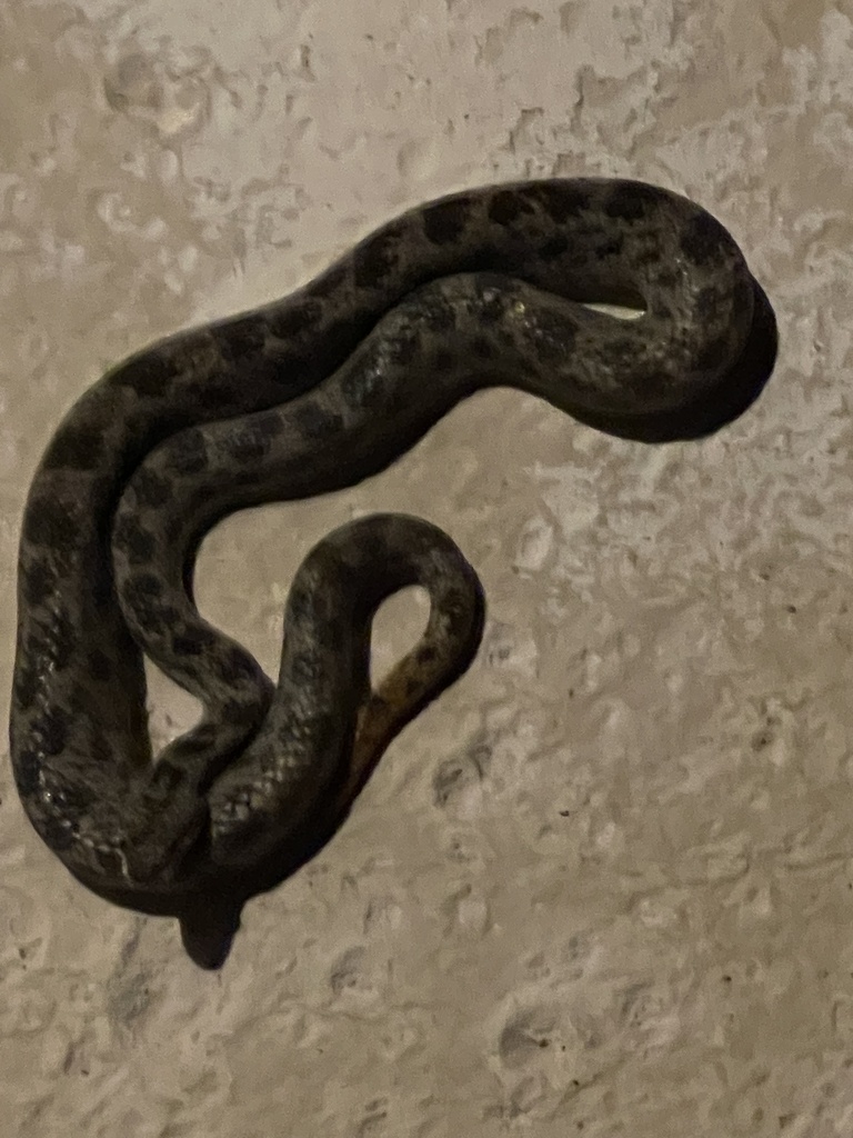 Ambergris Cay Dwarf Boa in February 2022 by John Fair · iNaturalist