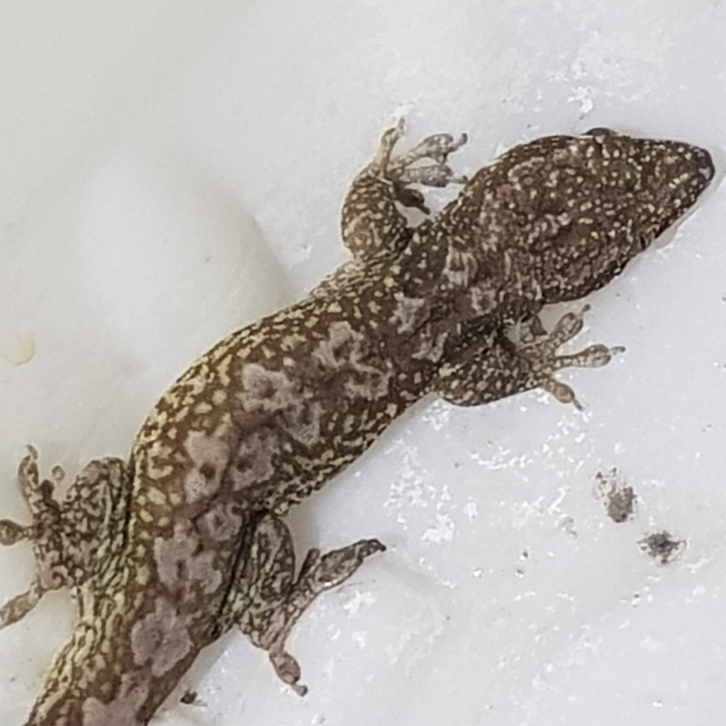 Saint George Island Gecko from 77673 Quintana Roo, Mexico on February ...