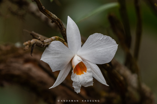 Dendrobium infundibulum · iNaturalist