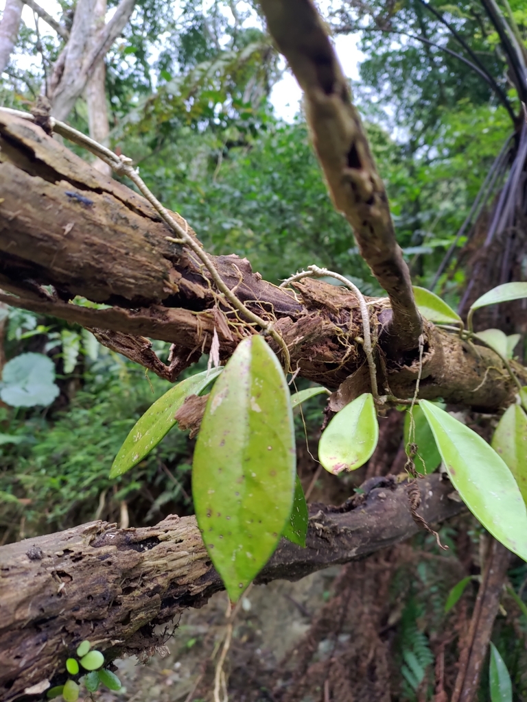 wax plant from Hualien, TW-TA, TW on February 09, 2022 at 01:22 PM by ...