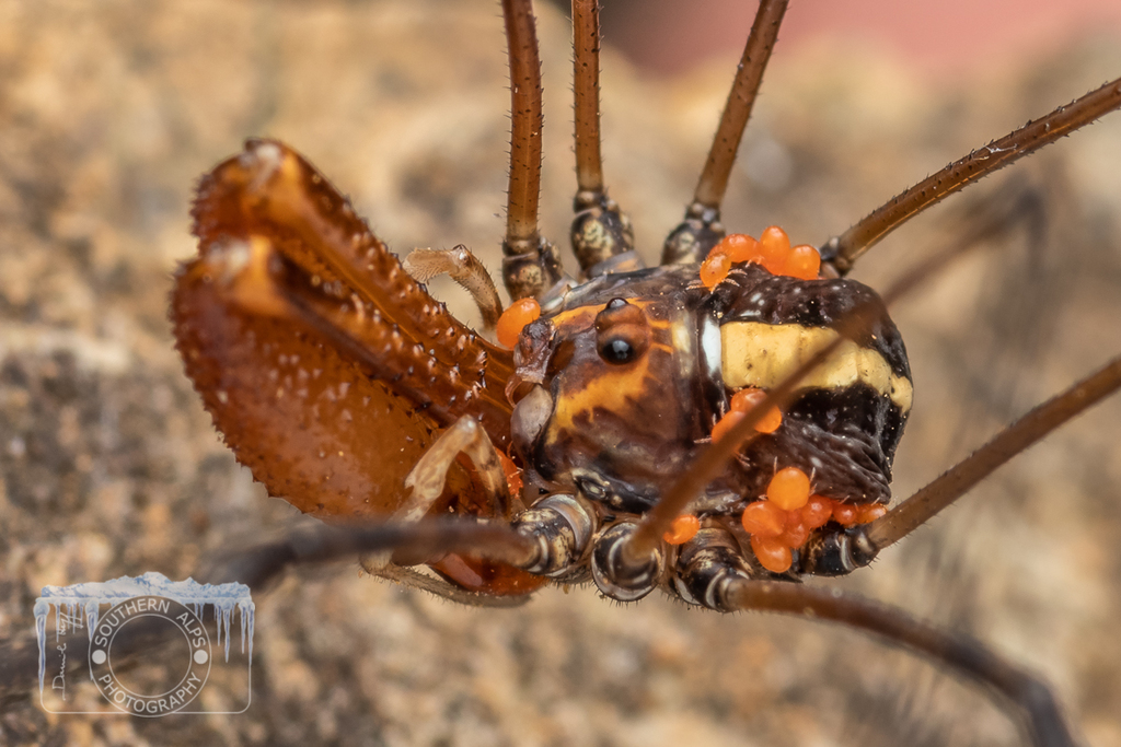 Forsteropsalis from Top Wairoa Hut, Richmond Range, New Zealand on ...