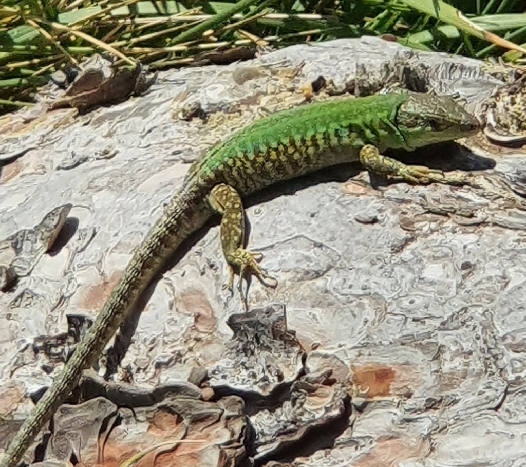 Italian Wall Lizard from 73048 Nardò, Lecce, Italie on February 09 ...